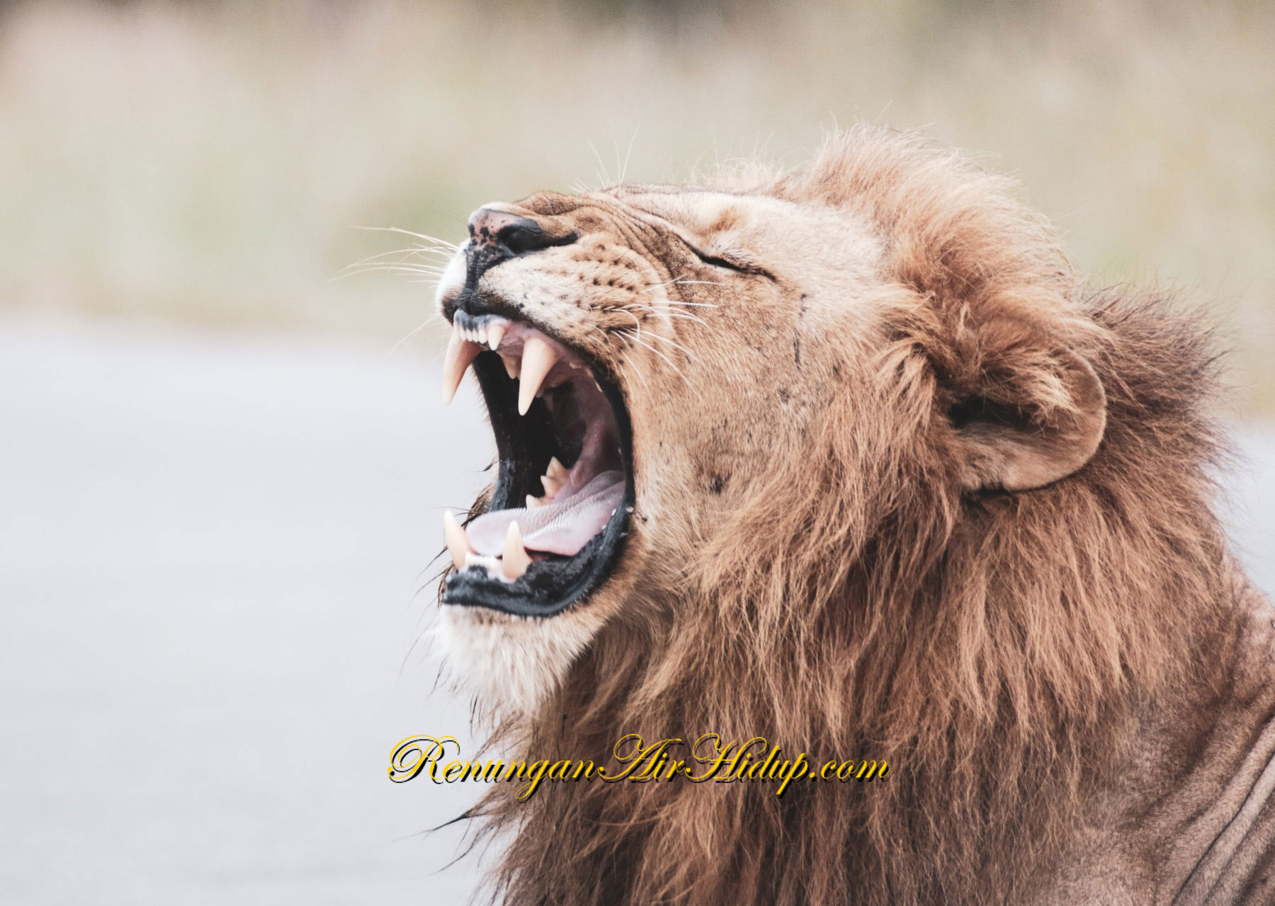 Sadarlah dan Berjaga-jagalah! – Renungan Air Hidup