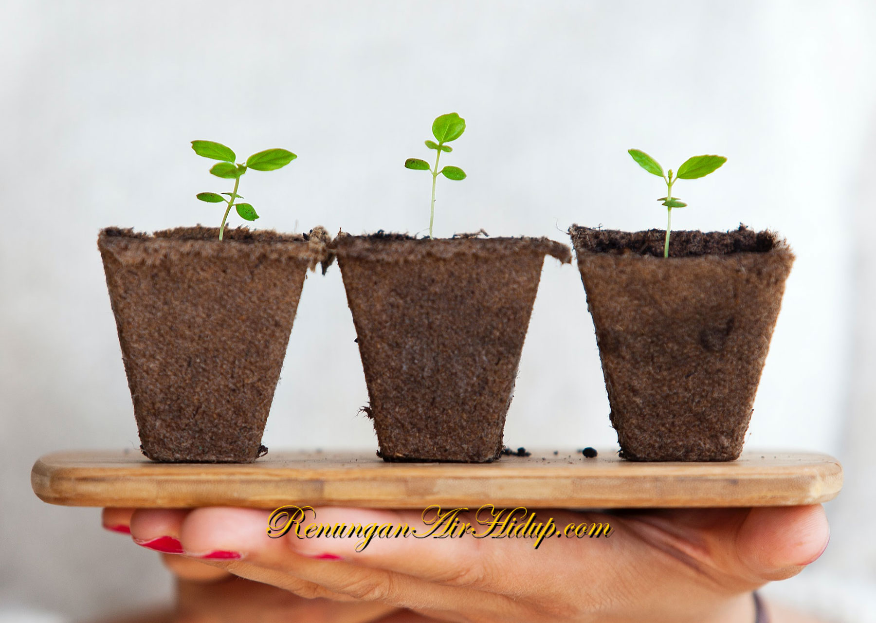 Benih yang Tumbuh dan Berbuah Berlipat Ganda – Renungan Air Hidup